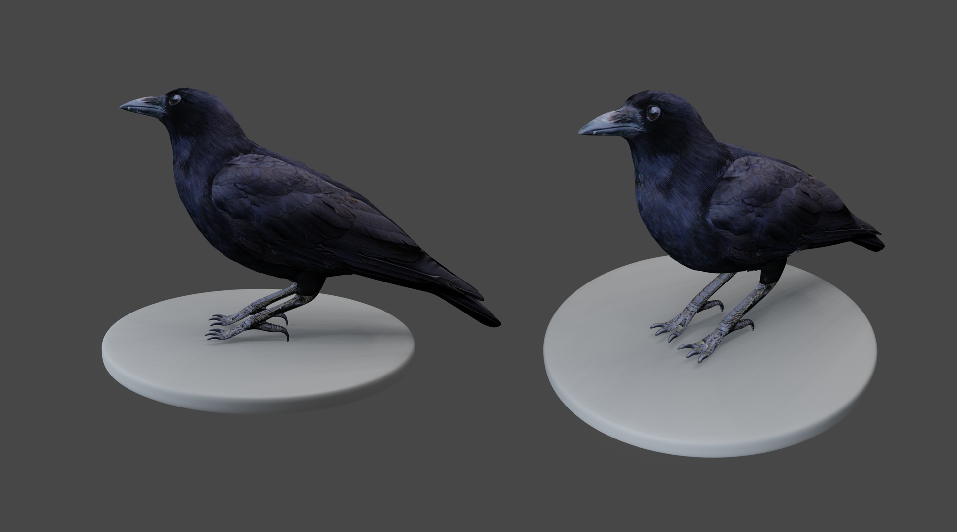 Crow attempt | Scrolller