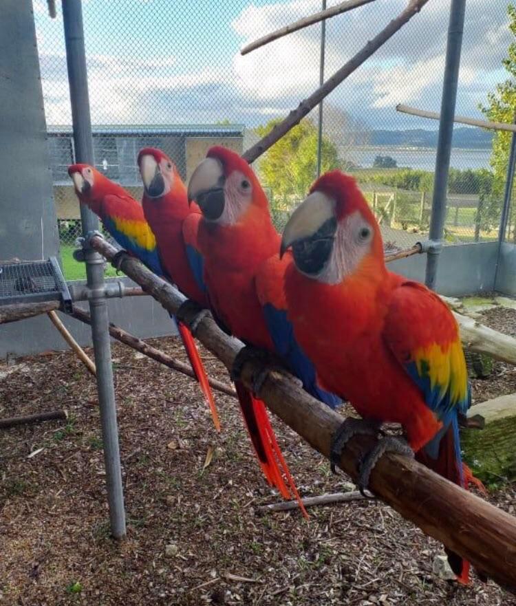 Ctrlc Ctrlv Ctrlv Ctrlvbirb Scrolller