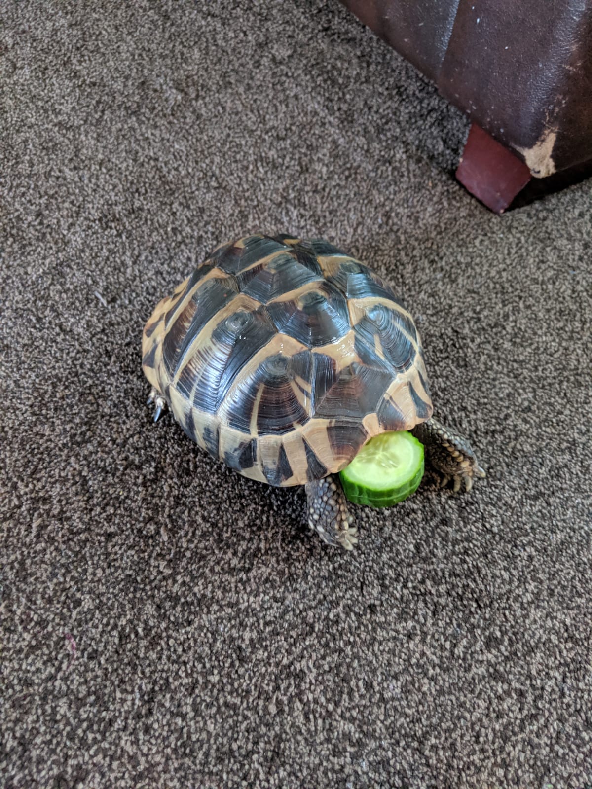 Cucumber head | Scrolller