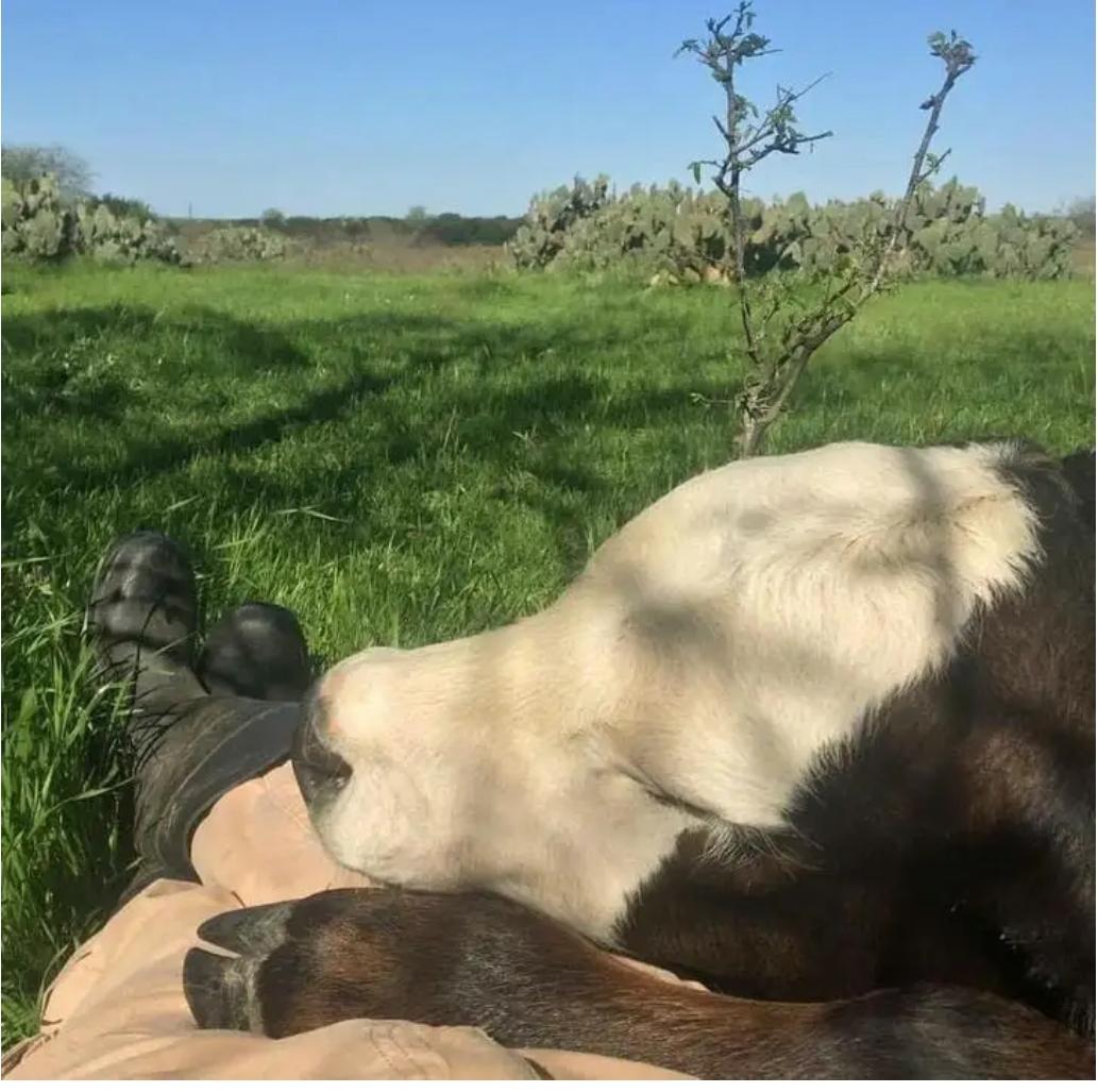 Cuddle a cow. | Scrolller