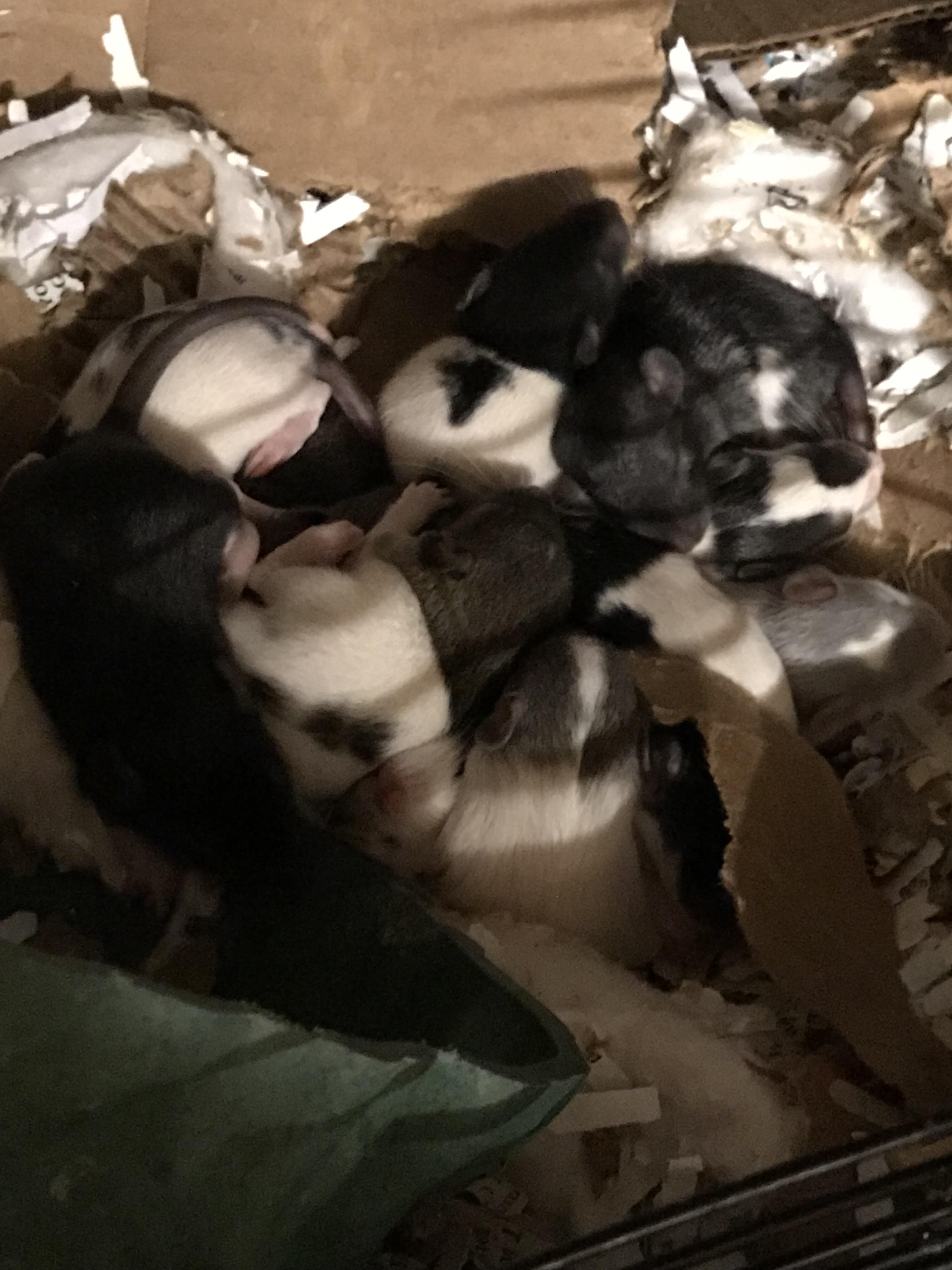 Cuddle Puddle of baby rats | Scrolller