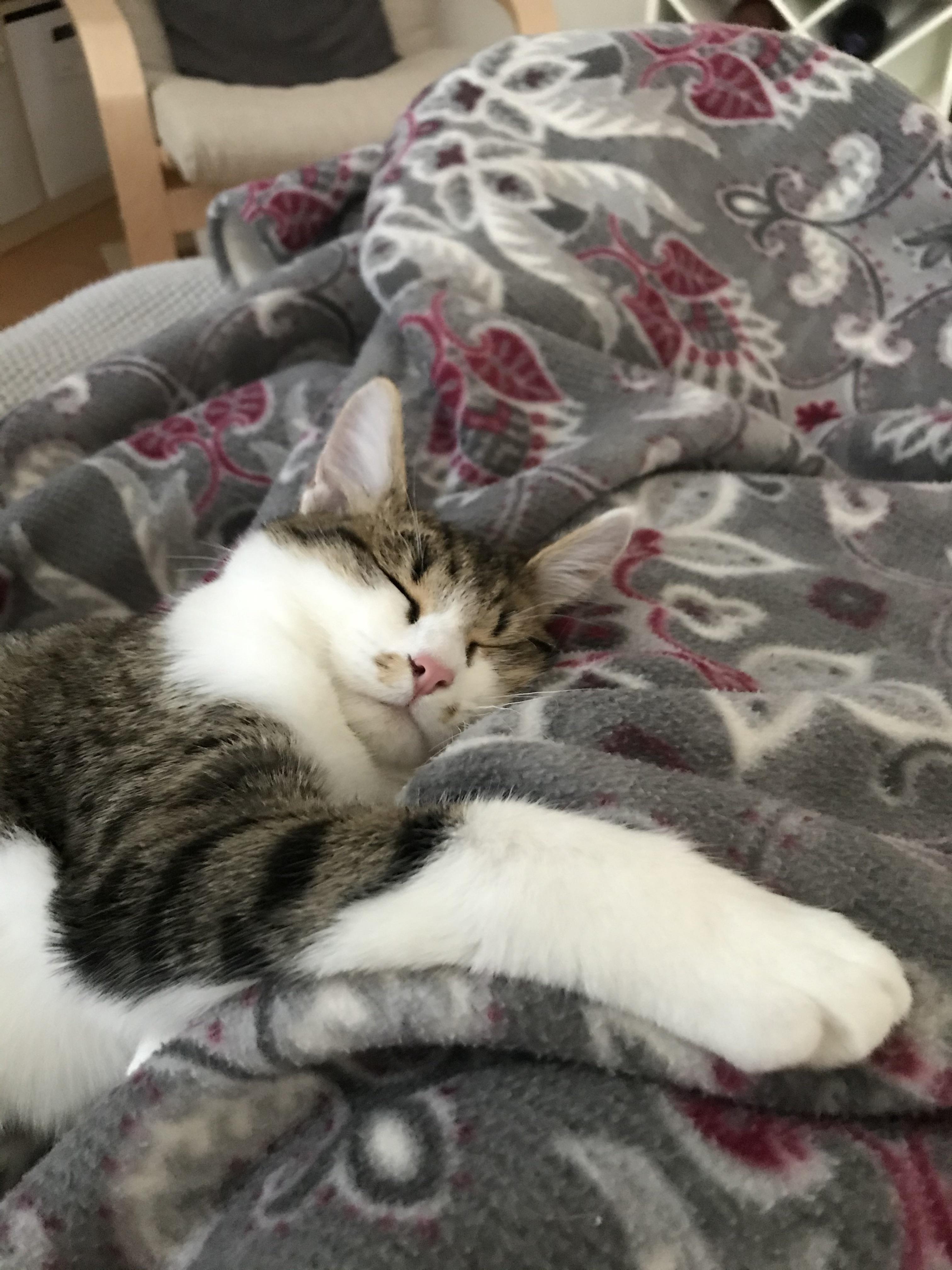 Cuddling her human’s leg | Scrolller