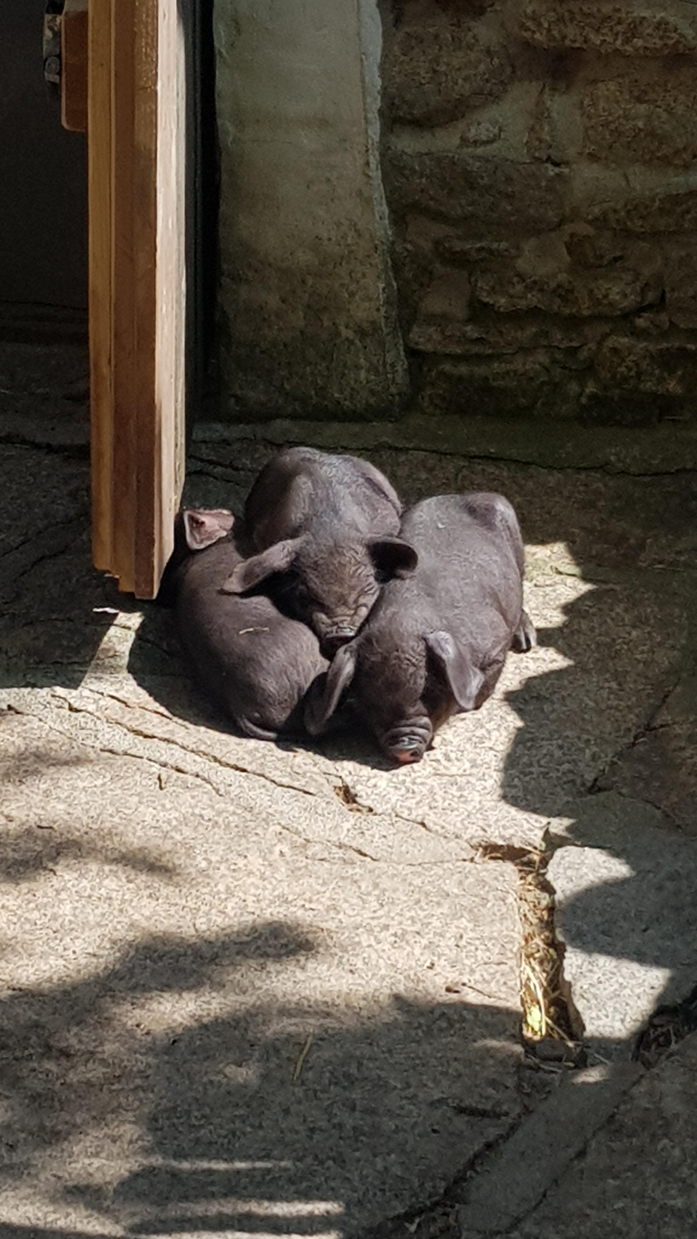 Cuddling in a puddle is the favourite hobby of these baby pigs | Scrolller