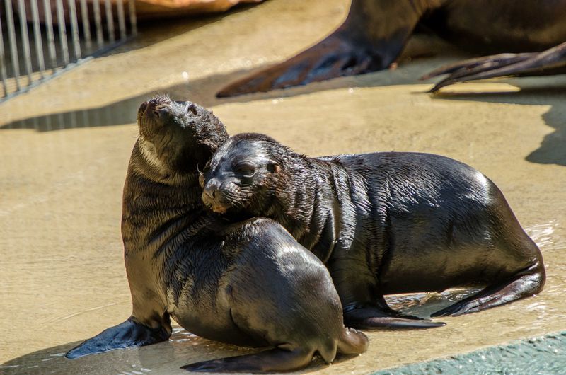 CUDDLY BABY CHONKS | Scrolller