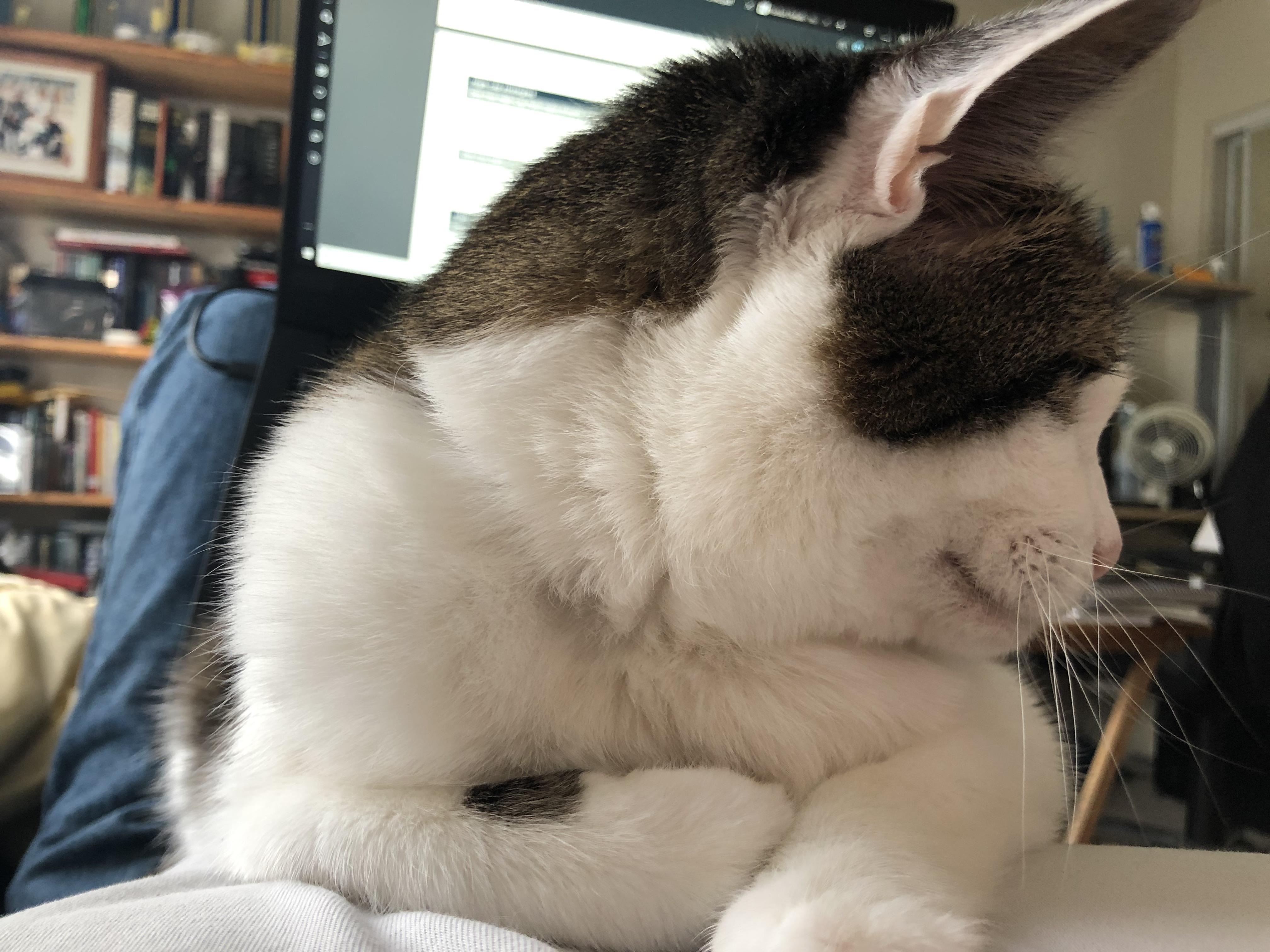 Cupcake the ThinkCat | Scrolller