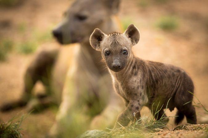 Curious Baby Hyena | Scrolller