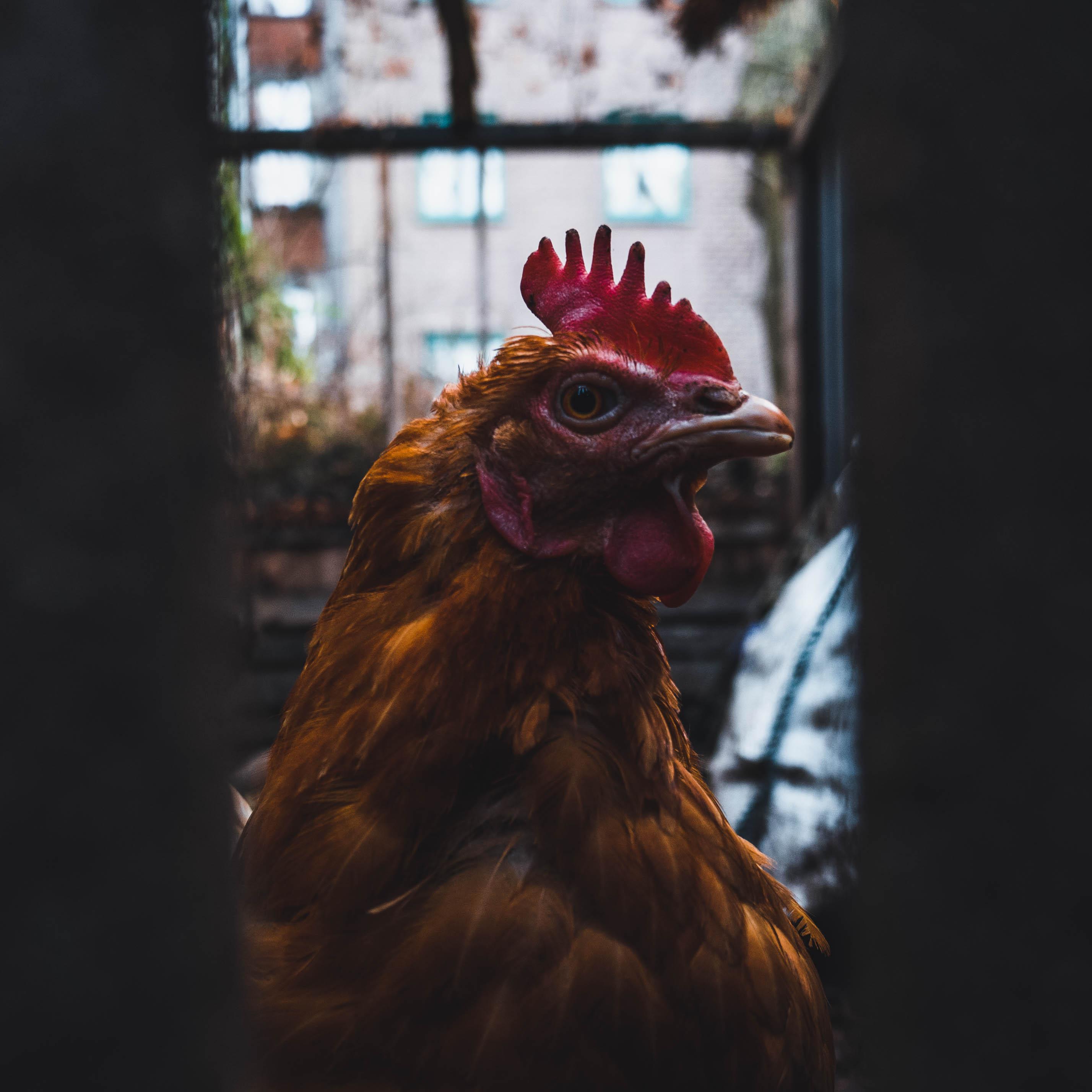 Curious Chicken | Scrolller
