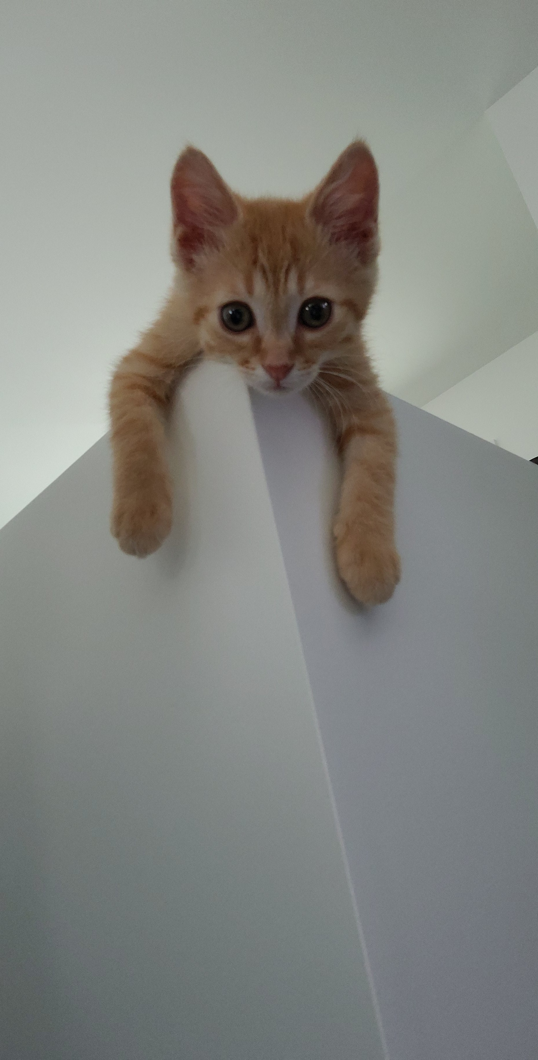 Curious Clyde | Scrolller