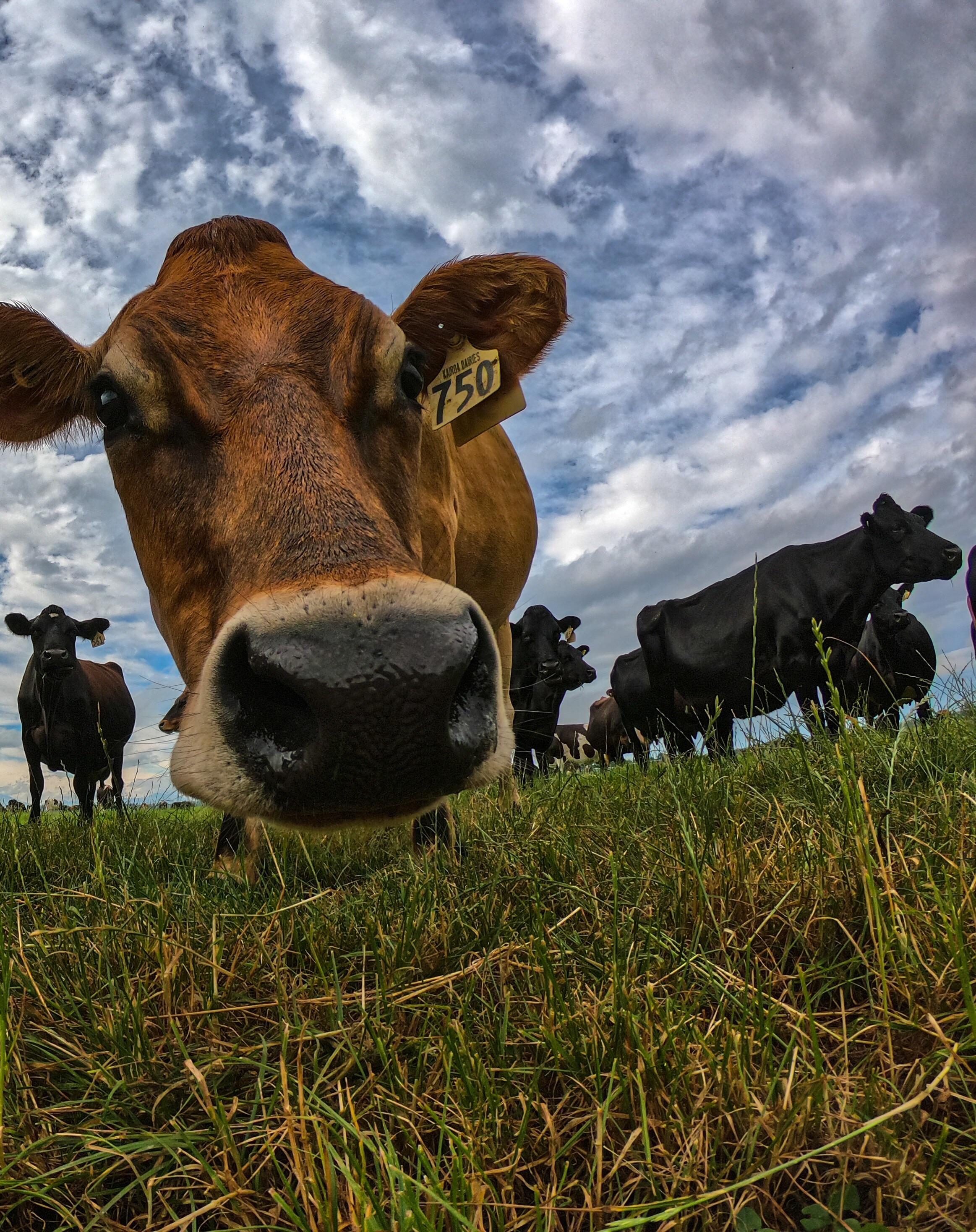 Curious cow 🐮 | Scrolller