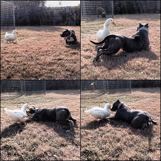 Curious Duck meets Sweet Pitbull | Scrolller