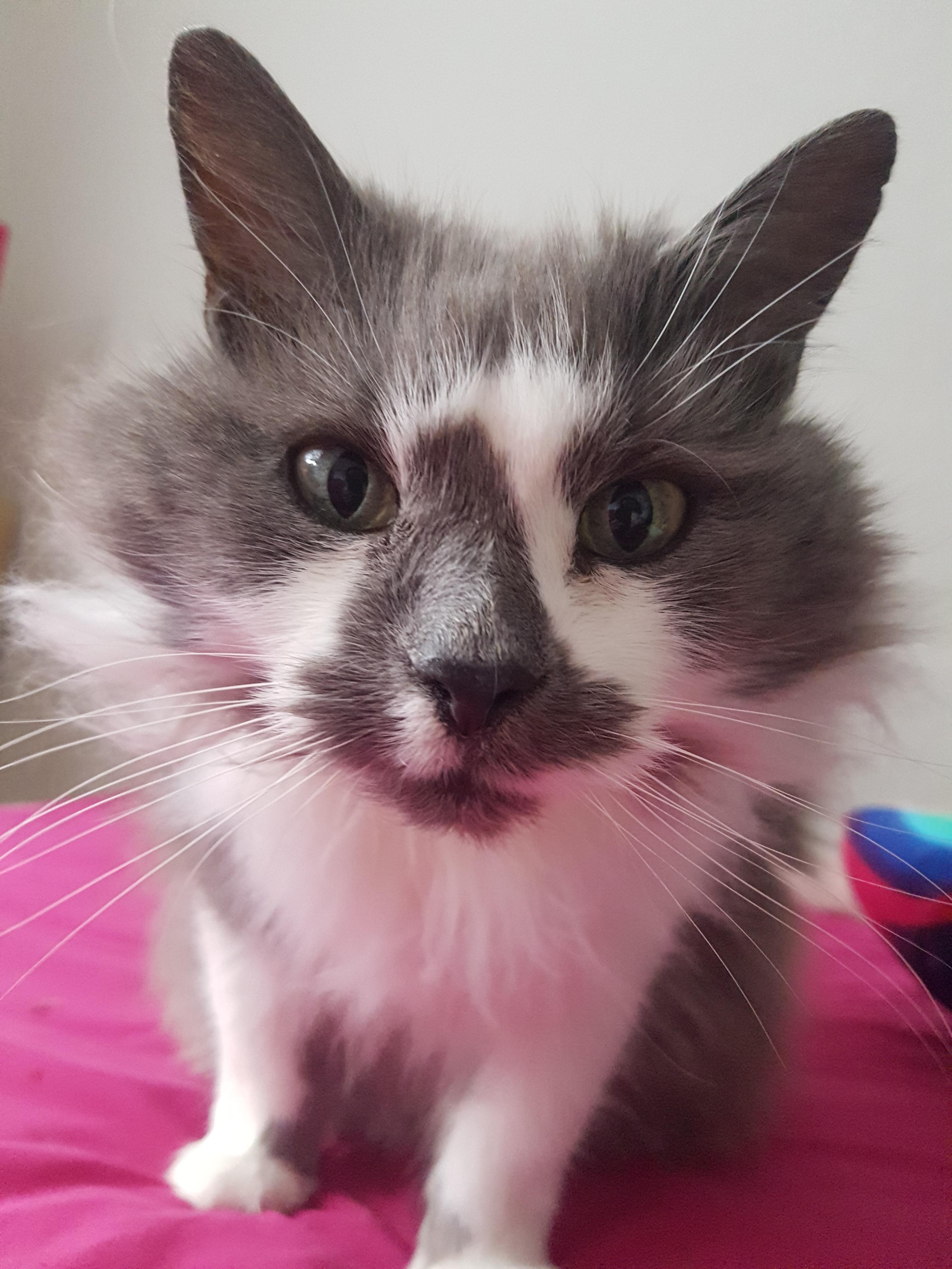 Curious fluff | Scrolller