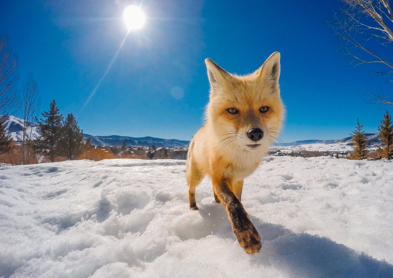 Curious fox | Scrolller