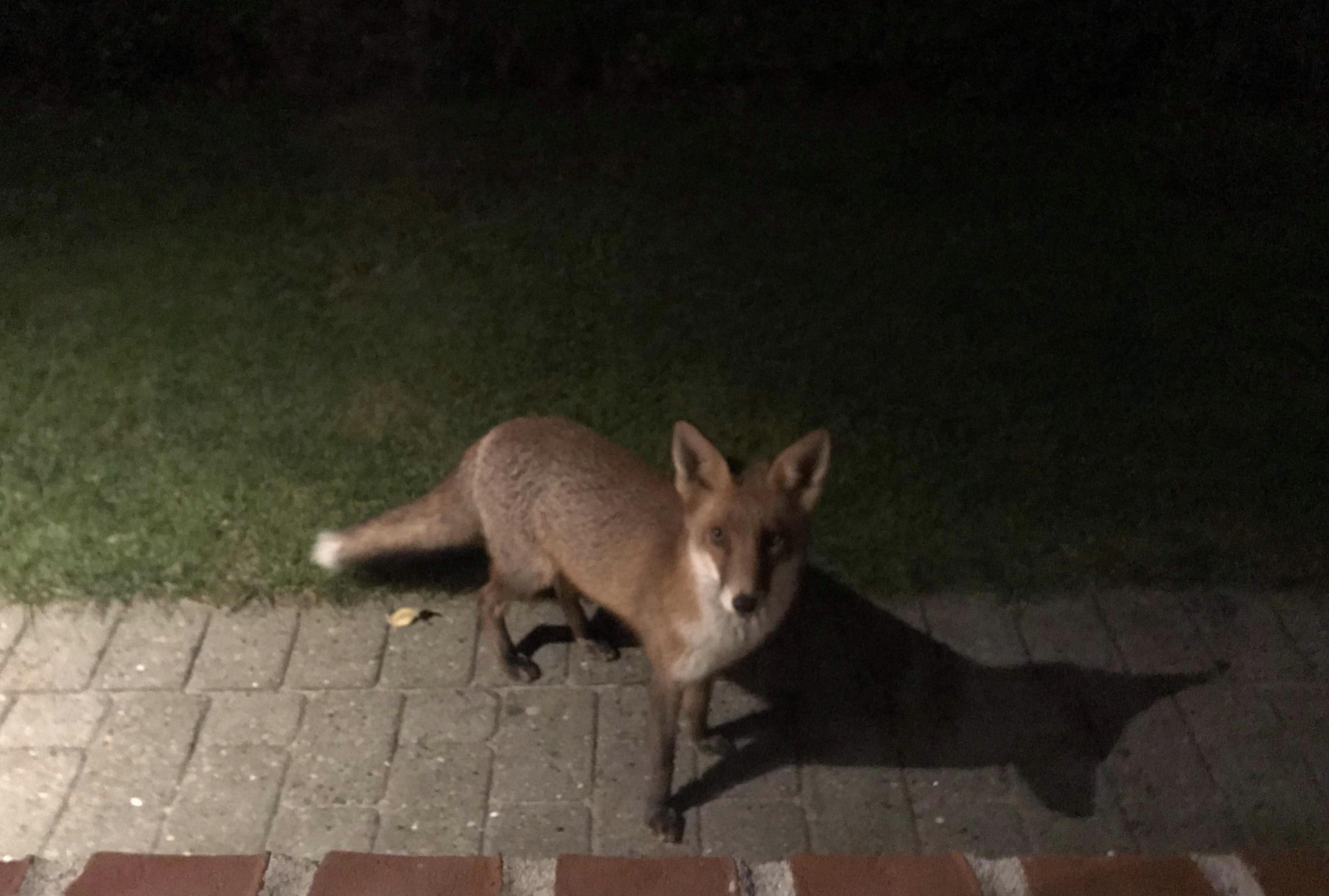 Curious fox checking out the neighborhood. | Scrolller