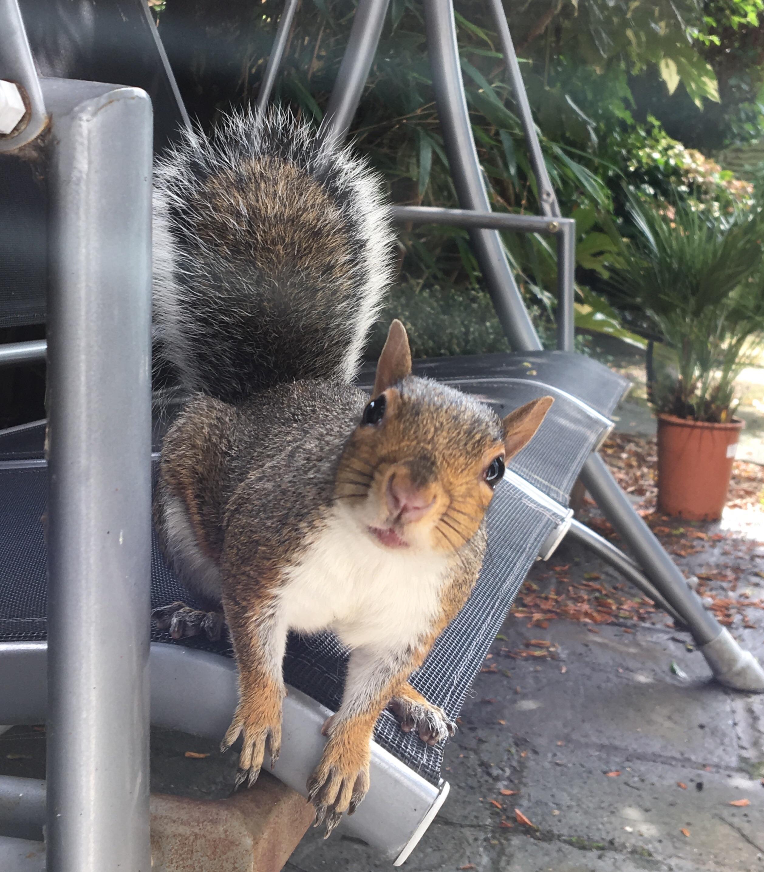 Curious squirrel | Scrolller