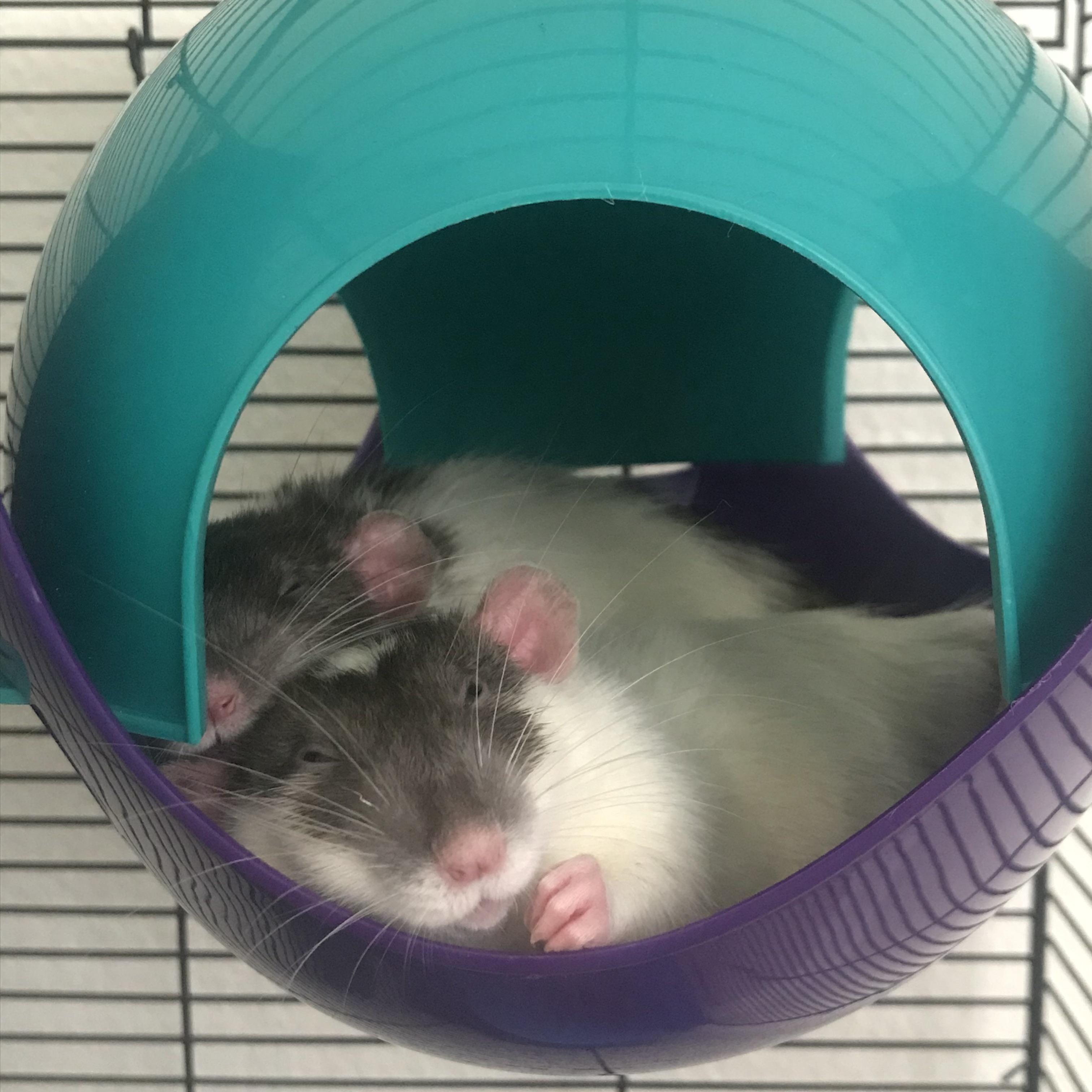 Curled up, sleepy grabby | Scrolller