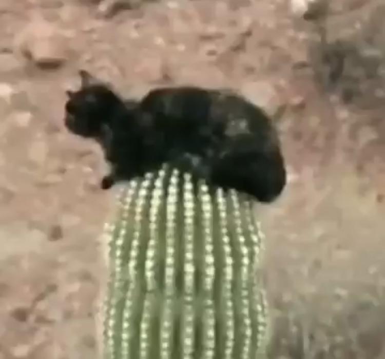 Cursed_cactus | Scrolller