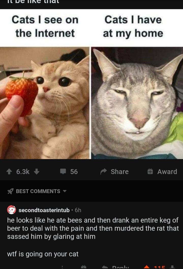 cursed_cat | Scrolller