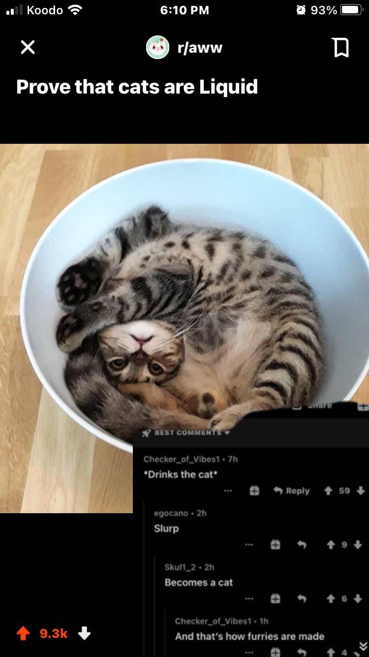 Cursed_cat | Scrolller