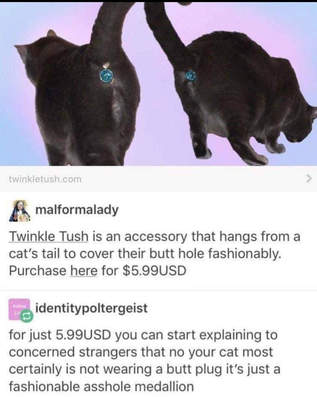 cursed cat fashion | Scrolller