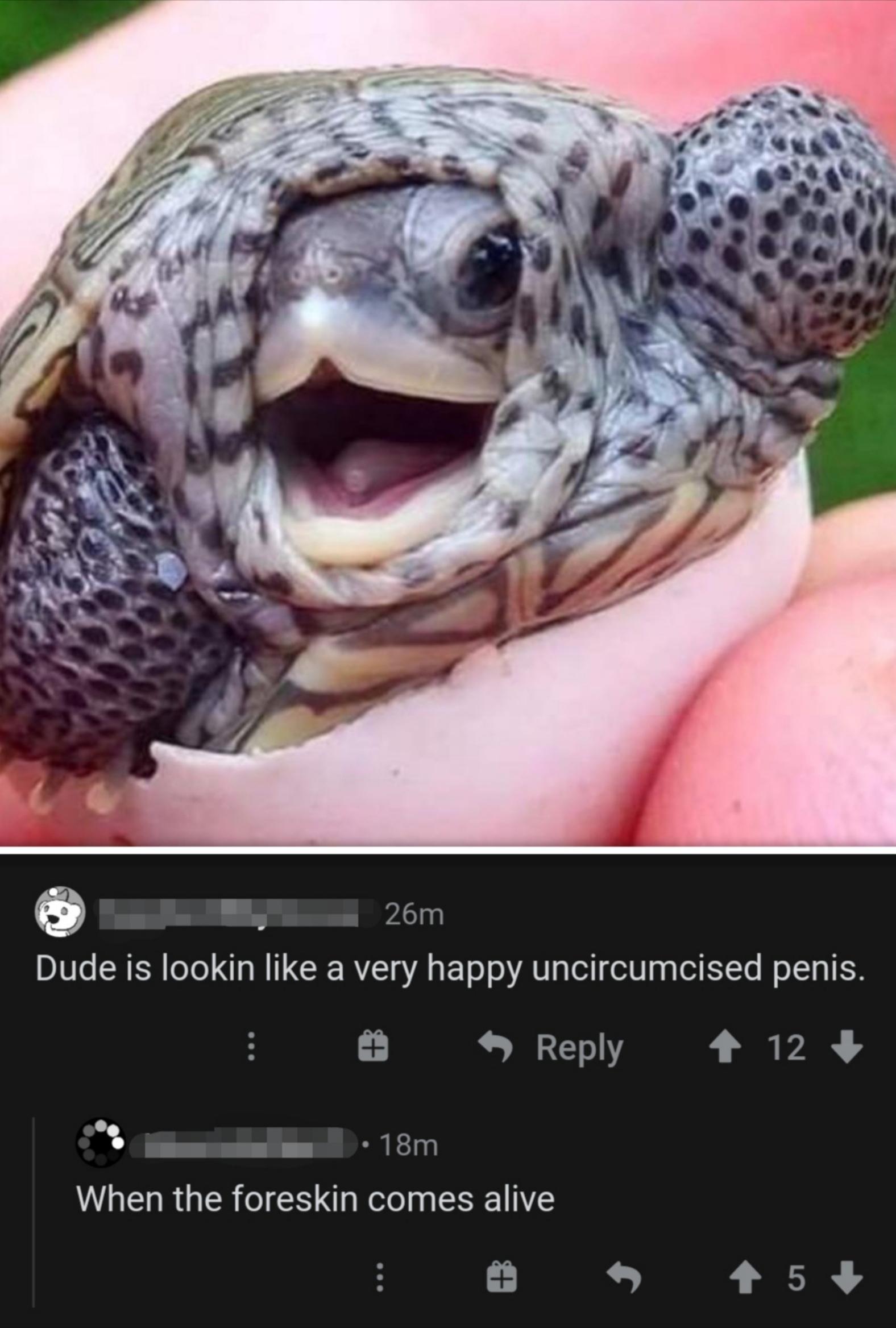 Cursed_circumcision | Scrolller