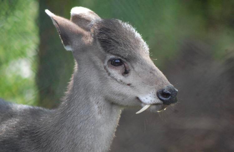 Cursed deer | Scrolller