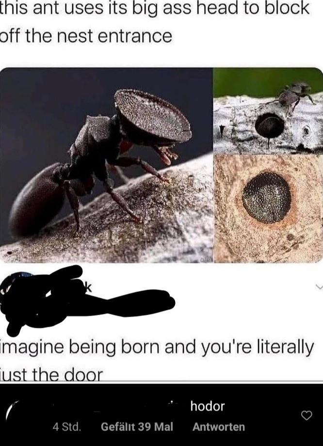 Cursed_door | Scrolller