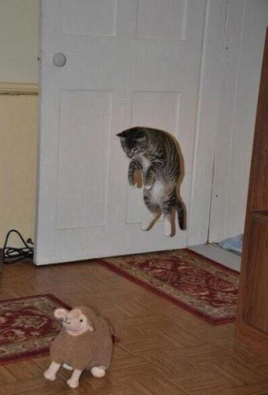 Cursed_levitation | Scrolller