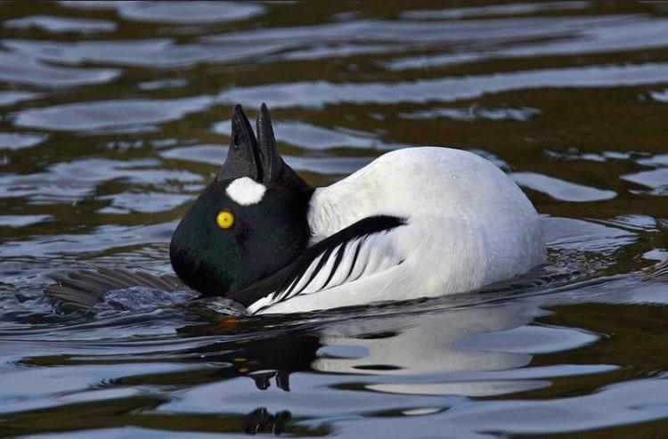 Cursed rabbit | Scrolller