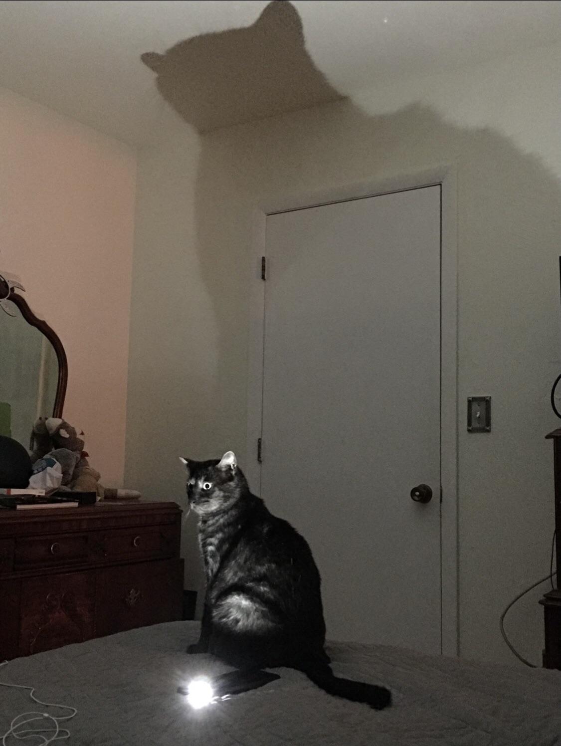 Cursed_Shadow | Scrolller