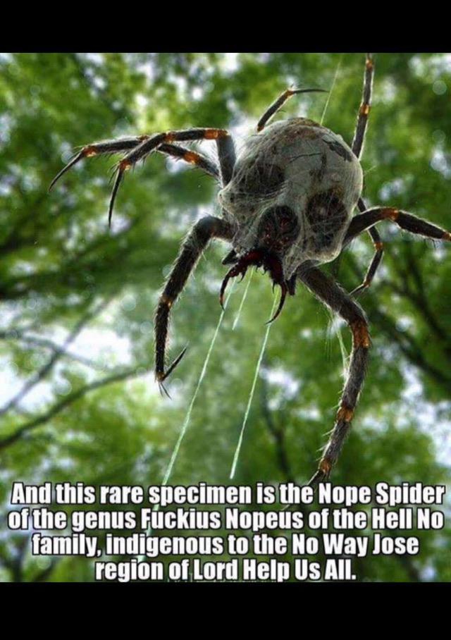 Cursed_spider | Scrolller