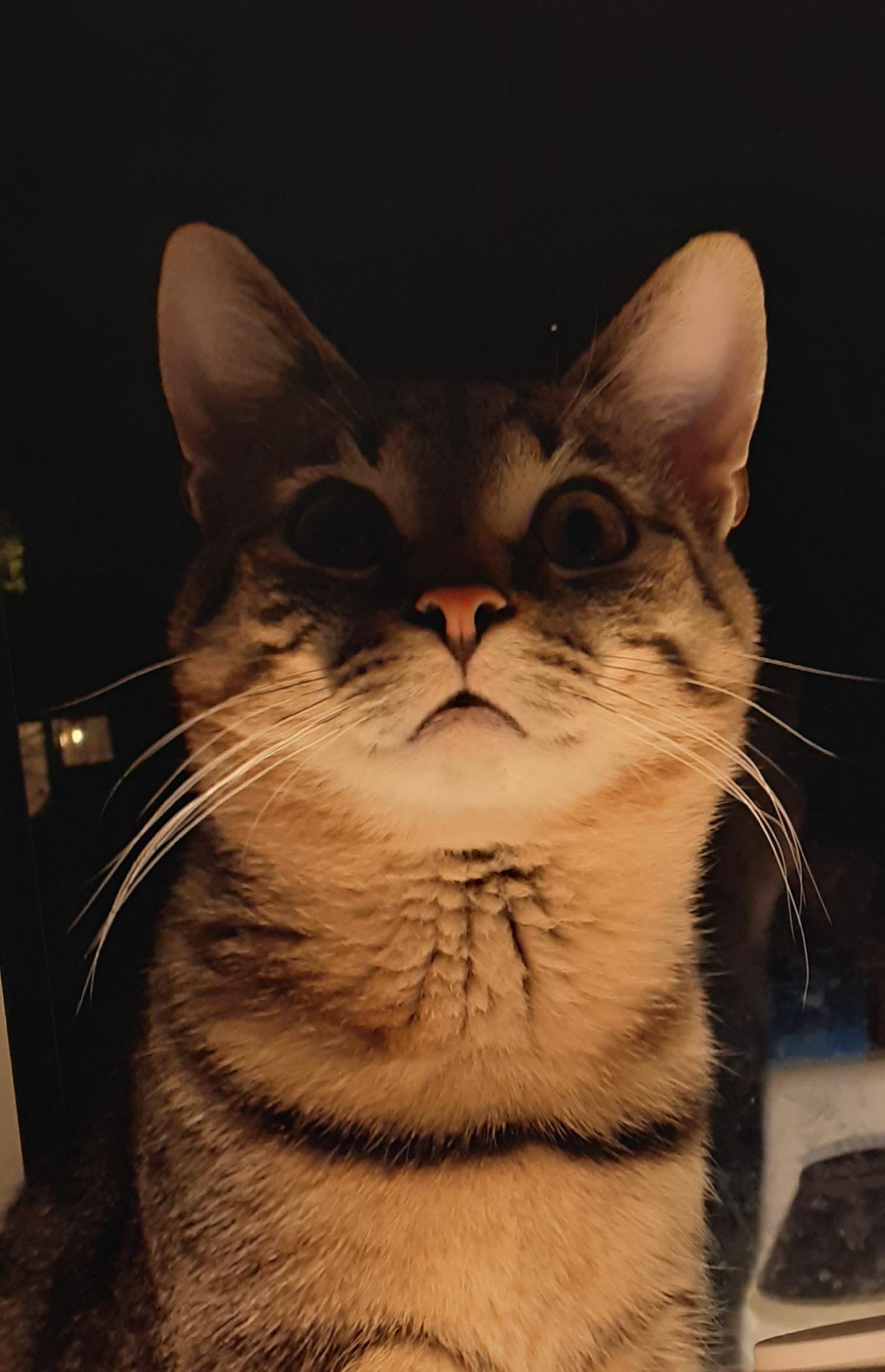 cursed_stare | Scrolller