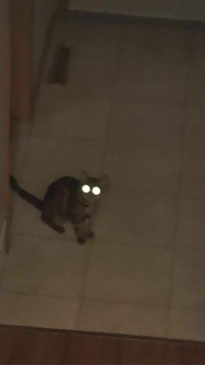 Cursed_Stare | Scrolller