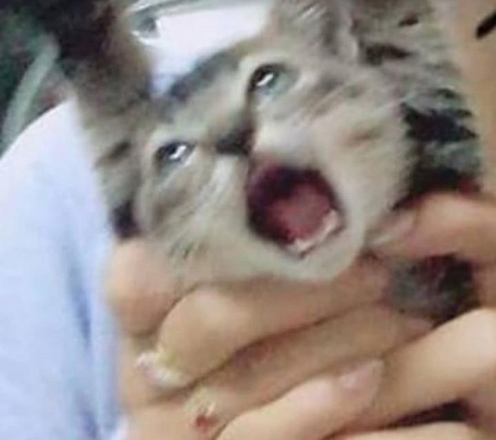 Cursed_swing | Scrolller