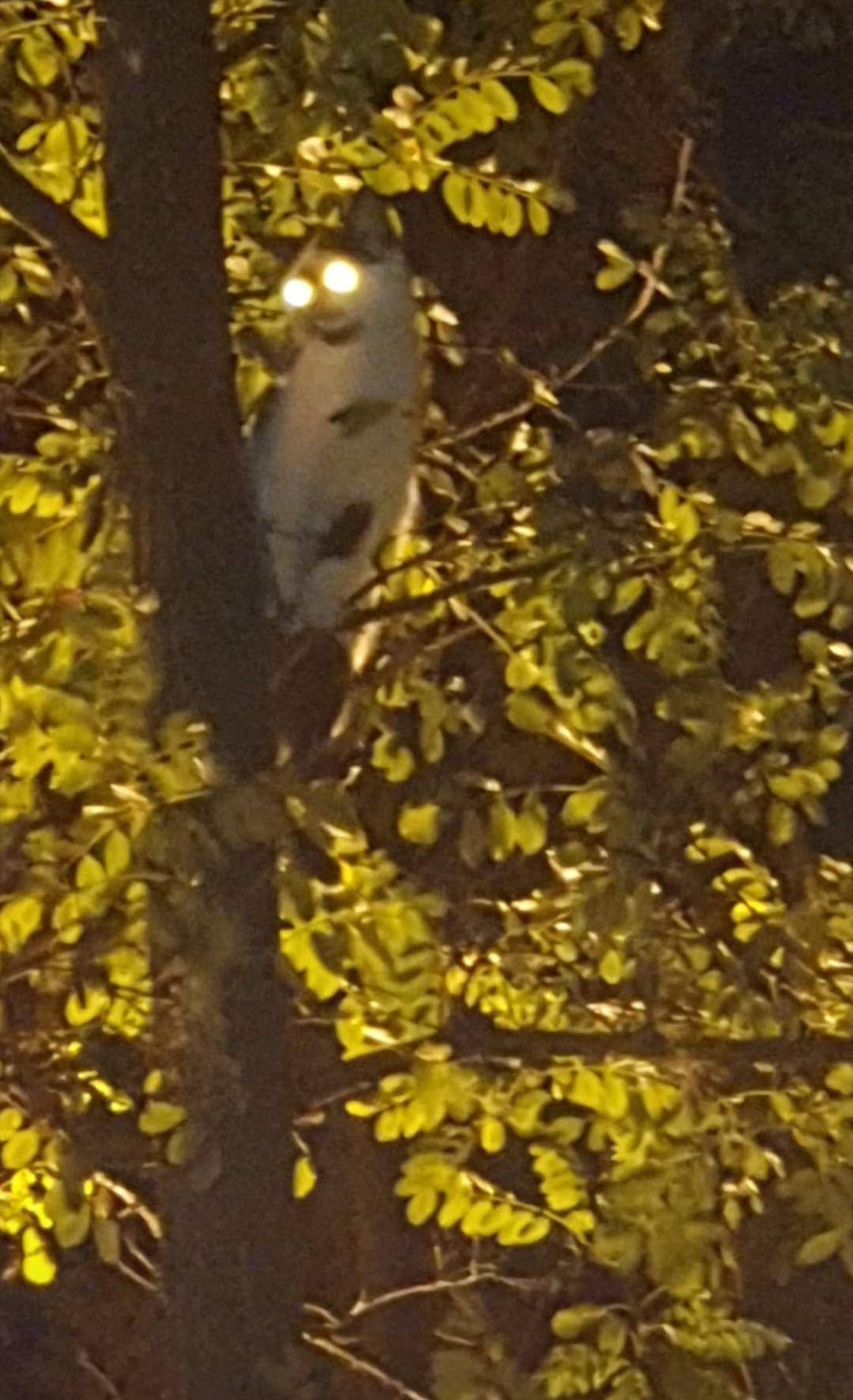 cursed_tree | Scrolller