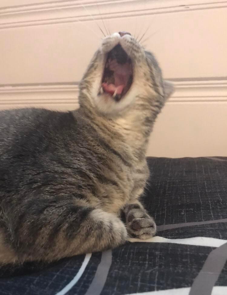 Cursed yawn | Scrolller