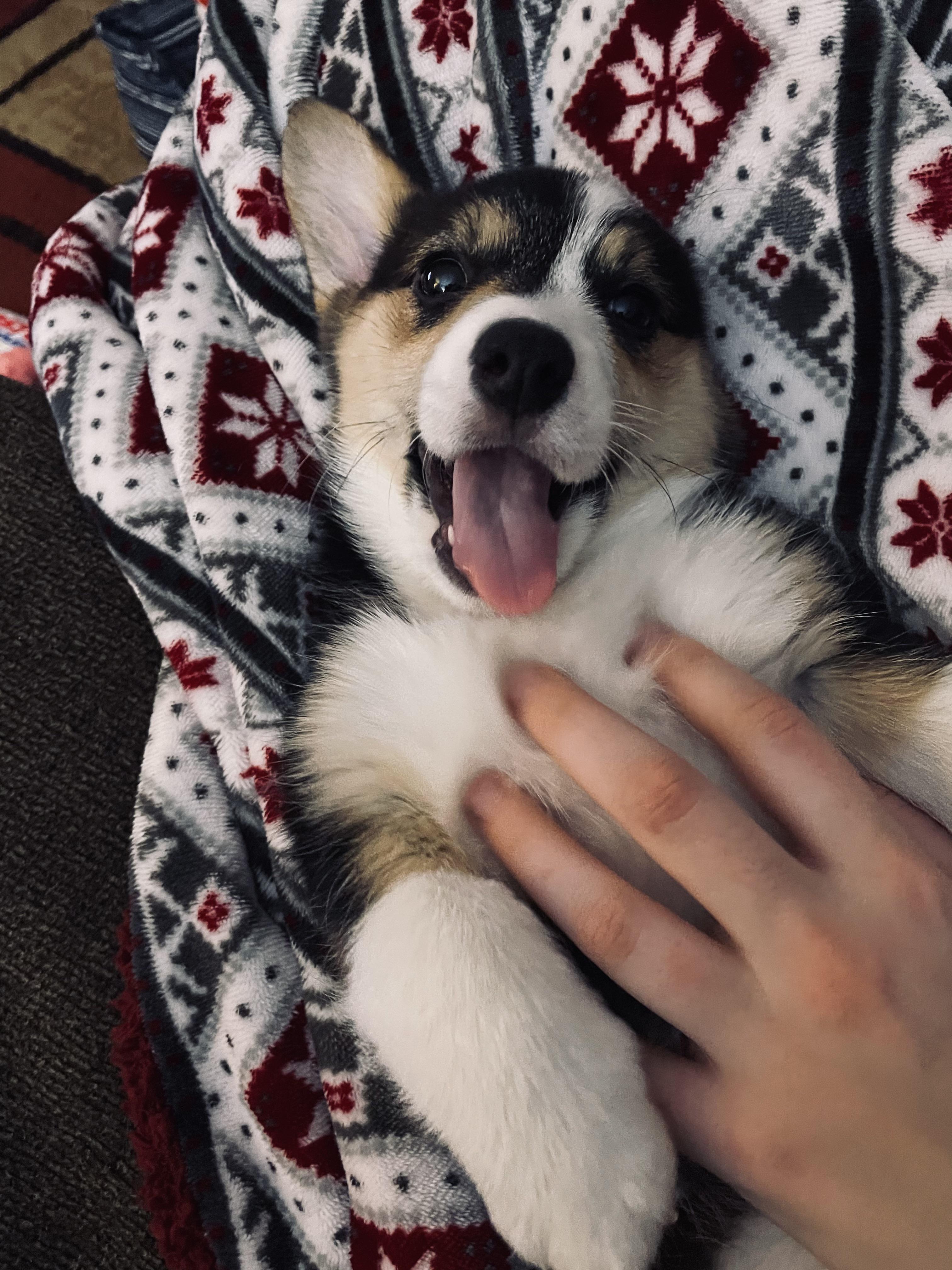 Cute. Aggression. Is. Real! She’s too cute | Scrolller