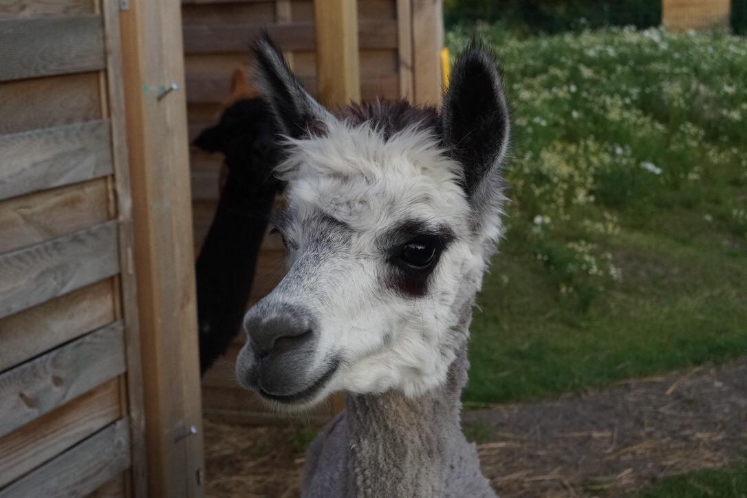 Cute alpaca with spots | Scrolller