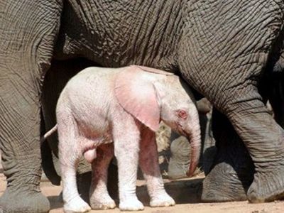 Cute baby albino elephant | Scrolller