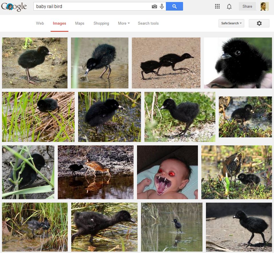 Cute baby birds and something else | Scrolller