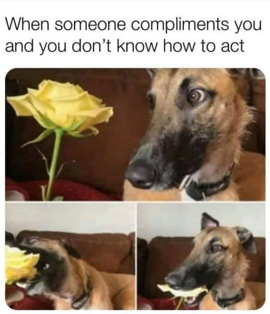 Cute doggo | Scrolller