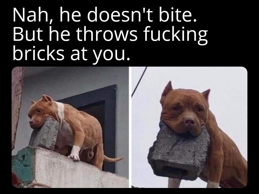 Cute doggo with his chewtoy. | Scrolller