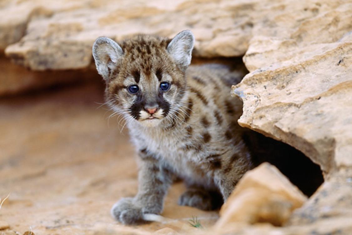 Cute Little Mountain Lion | Scrolller
