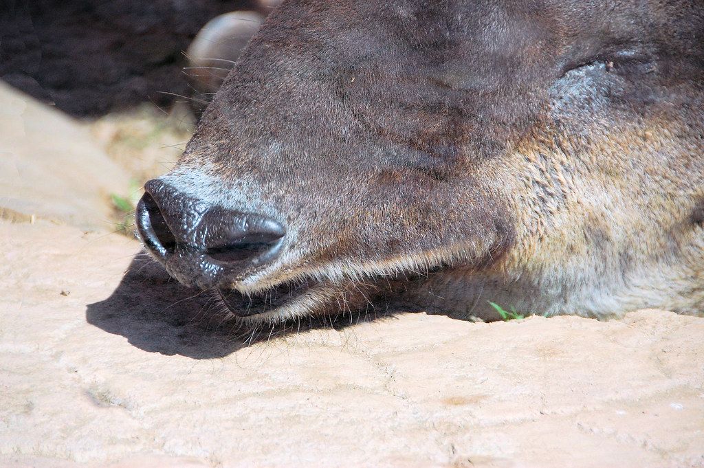 Cute nose | Scrolller