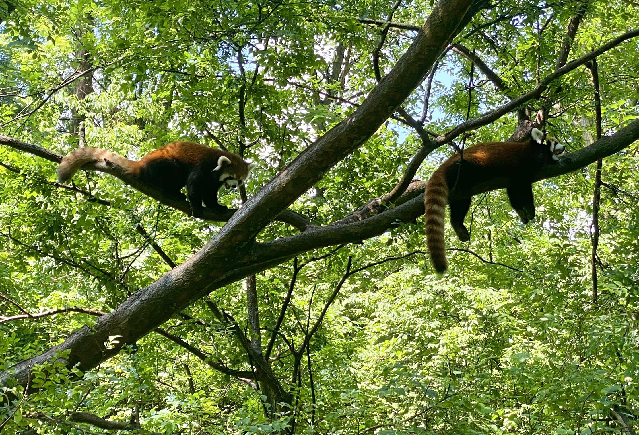 Cute red pandas at Cincinnati Zoo! | Scrolller