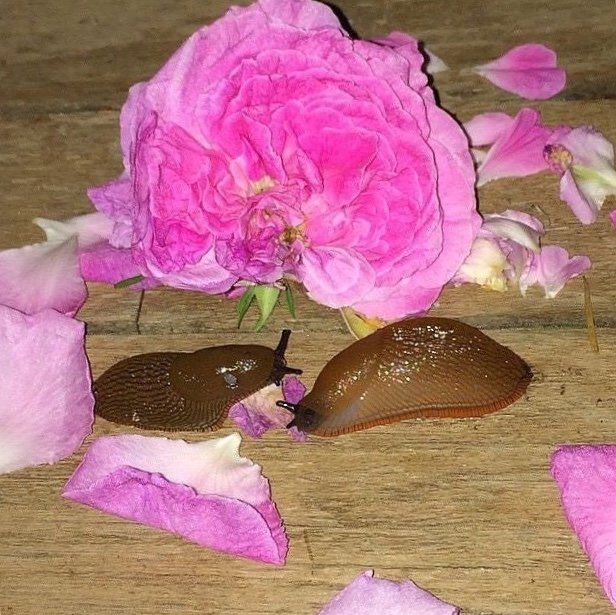 cute slugs :))) | Scrolller