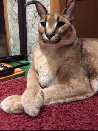 Da polite Floppa | Scrolller