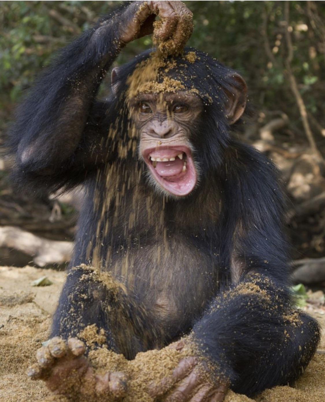 Daily ape photo no 2. Chimp with sand | Scrolller