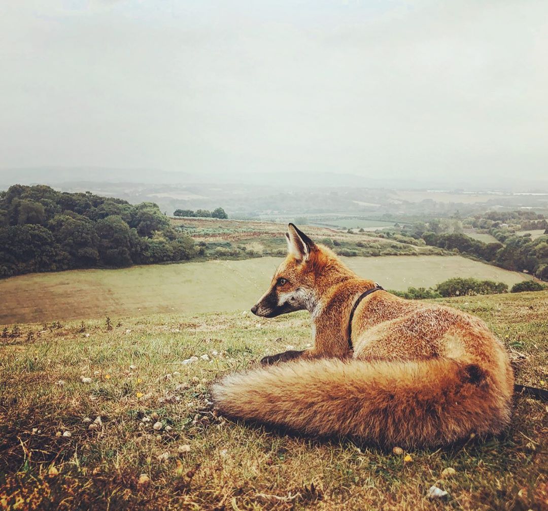 Daily Fox #14. Two weeks! This series has been great for my mental health ️ | Scrolller