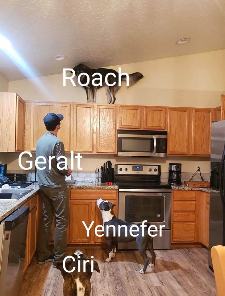 Dammit Roach! | Scrolller