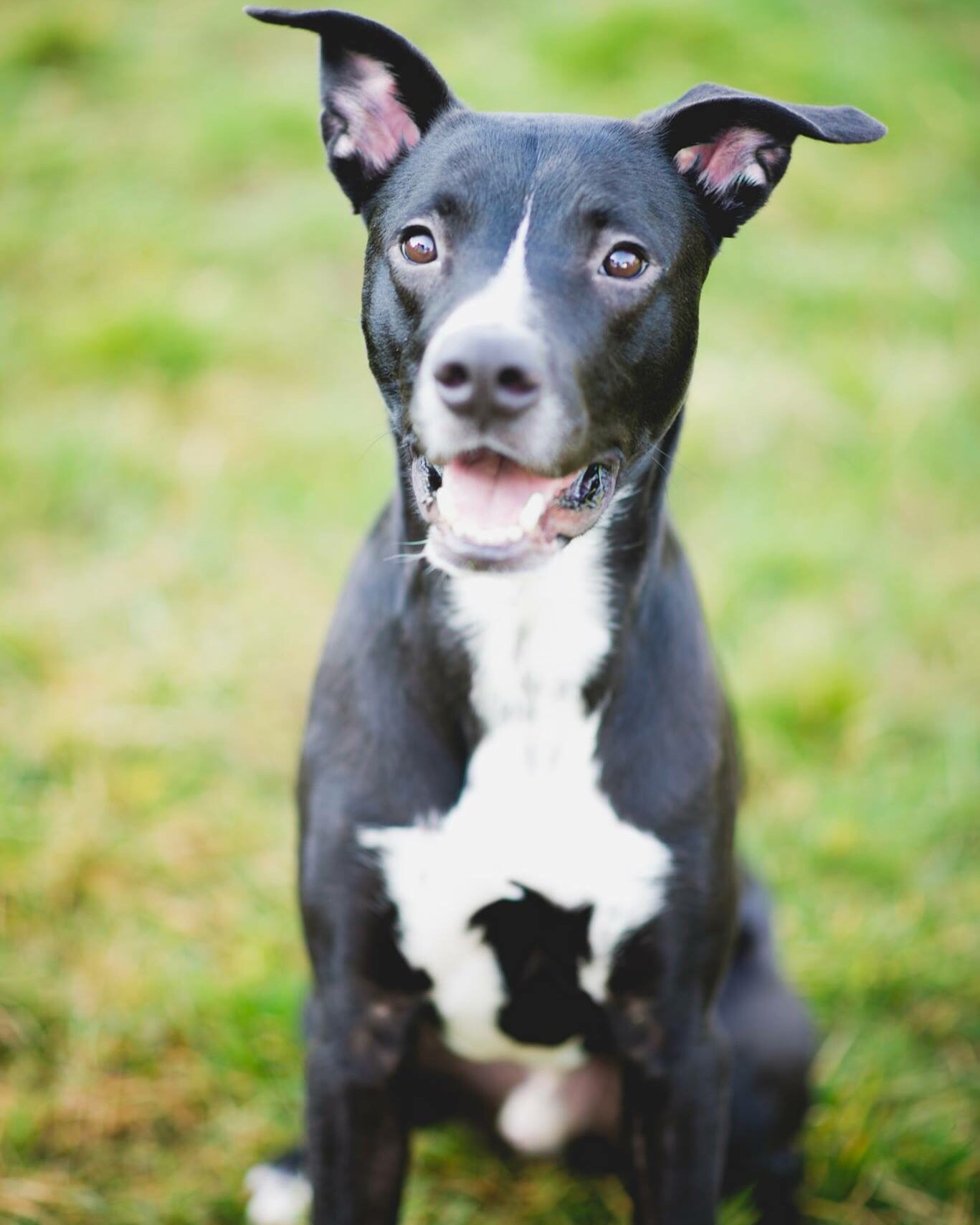 Damn I love my dog! His name is Cosmo. | Scrolller